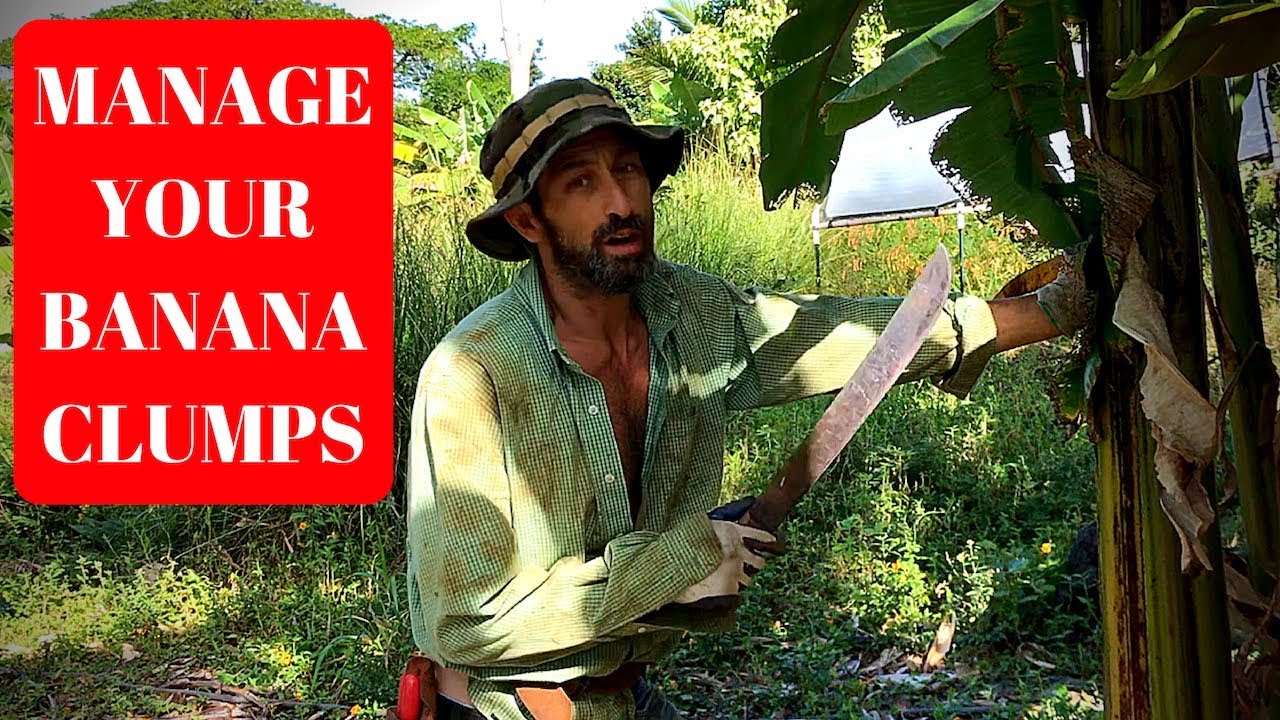Banana Plant Care. Managing Banana Clumps. - YouTube