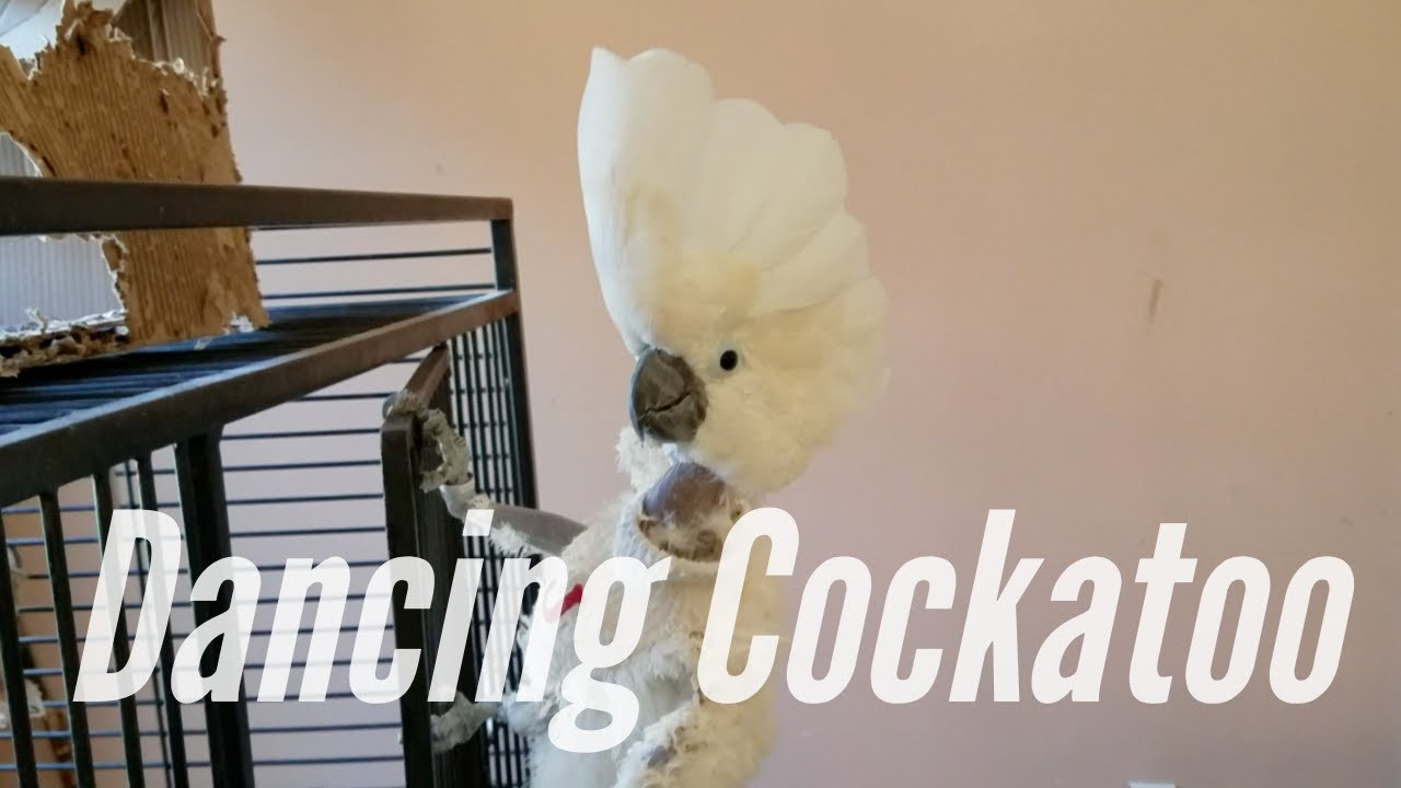 My Dancing Cockatoo Jersey To The Sniff Song | PARROT VIDEO OF THE DAY ...