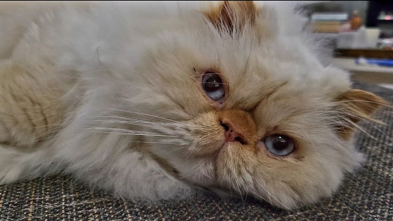 Sweet Fat Boy daydreams on the couch! - YouTube