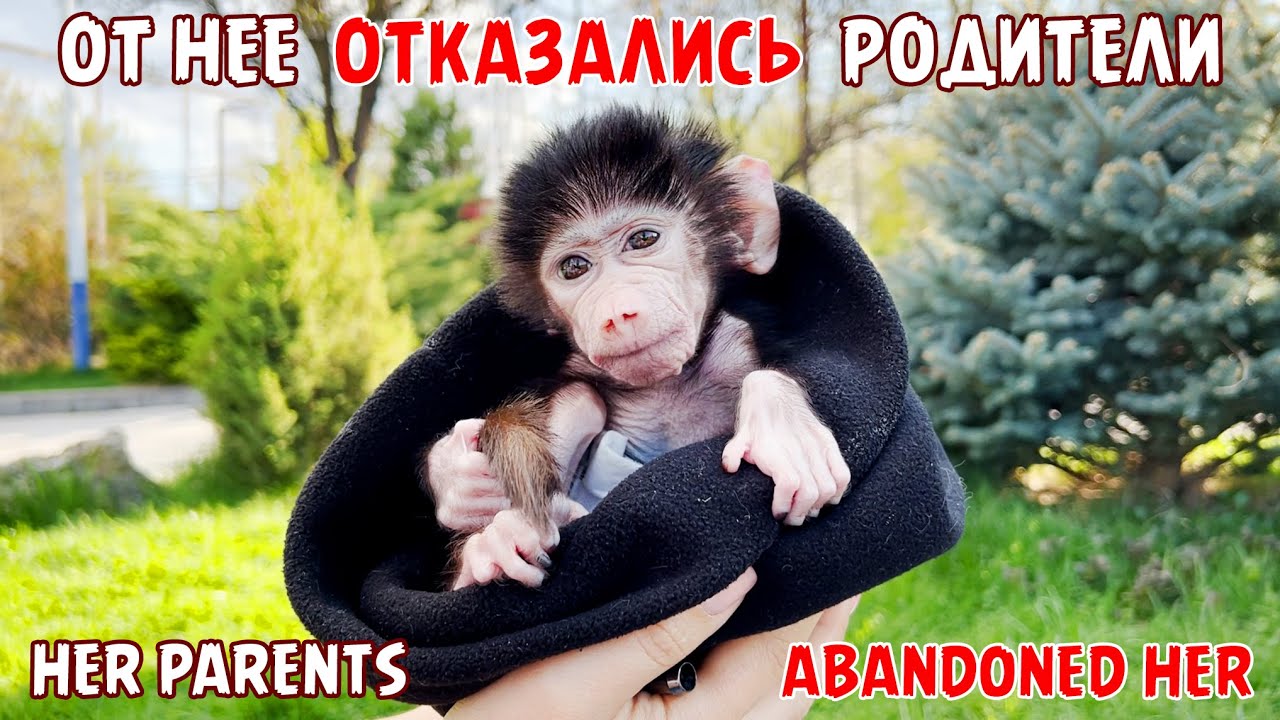 ИСТОРИЯ маленькой обезьянки ЛЮСИ! THE STORY OF THE LITTLE MONKEY LUCY ...