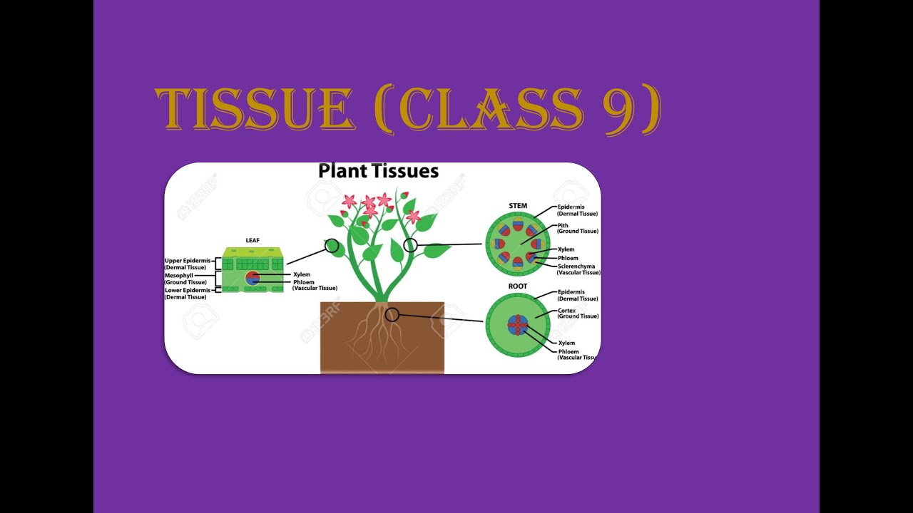 Tissue (class 9) Part 3 - YouTube