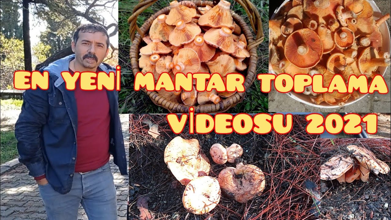 BUGÜN SADECE KANLICA MANTARI TOPLADIK. MELKİ ÇINTAR MANTARI TOPLADIK ...