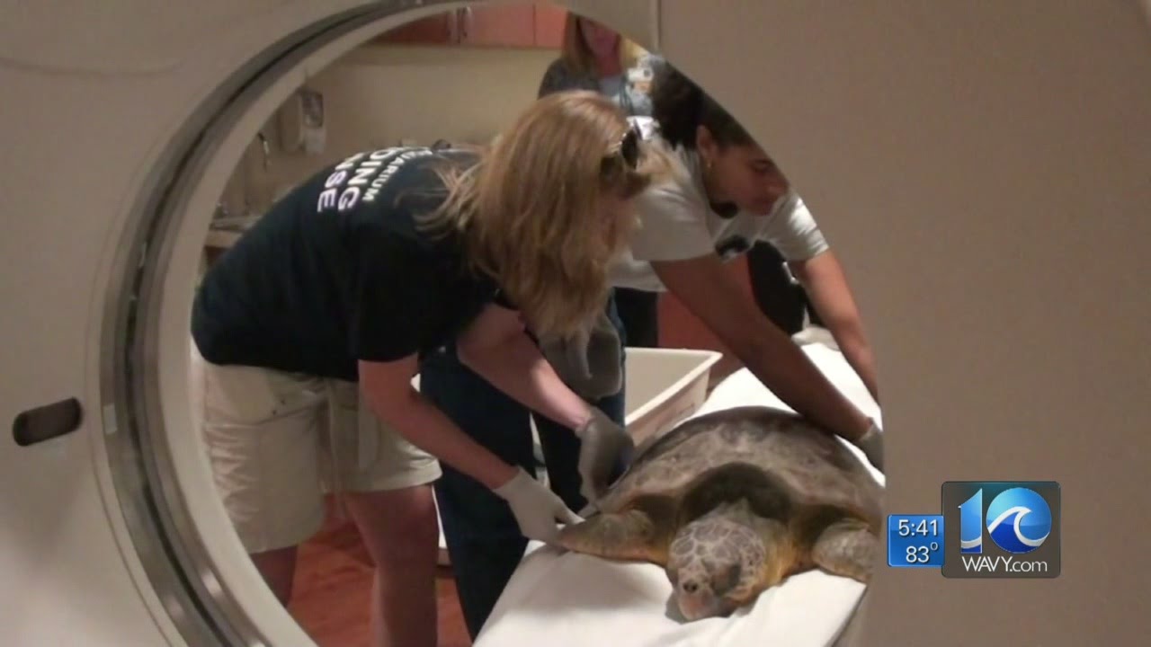 Loggerhead turtle gets CT scan in Va. Beach - YouTube
