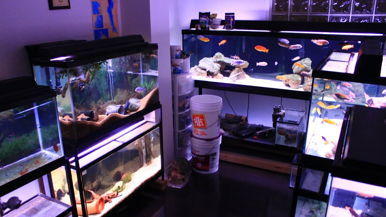 Building A Fish Room