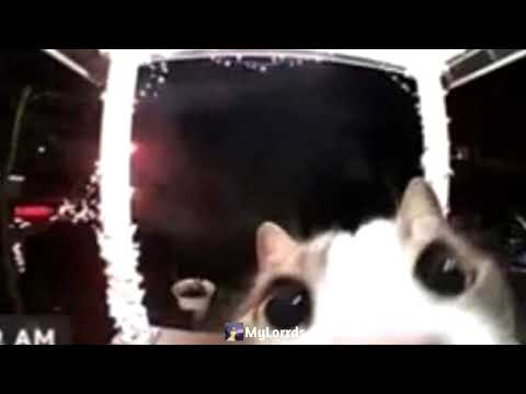 potret kucing yang lagi desah