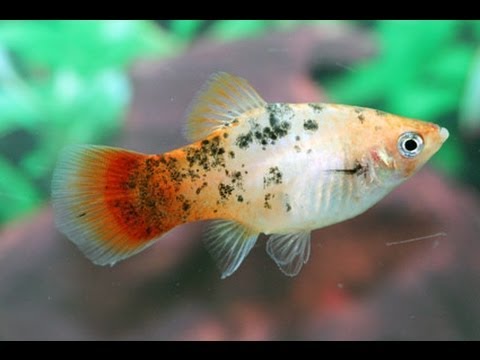 Platy , Molly , Swordtail , Gold algae eater in the fishy tank - YouTube