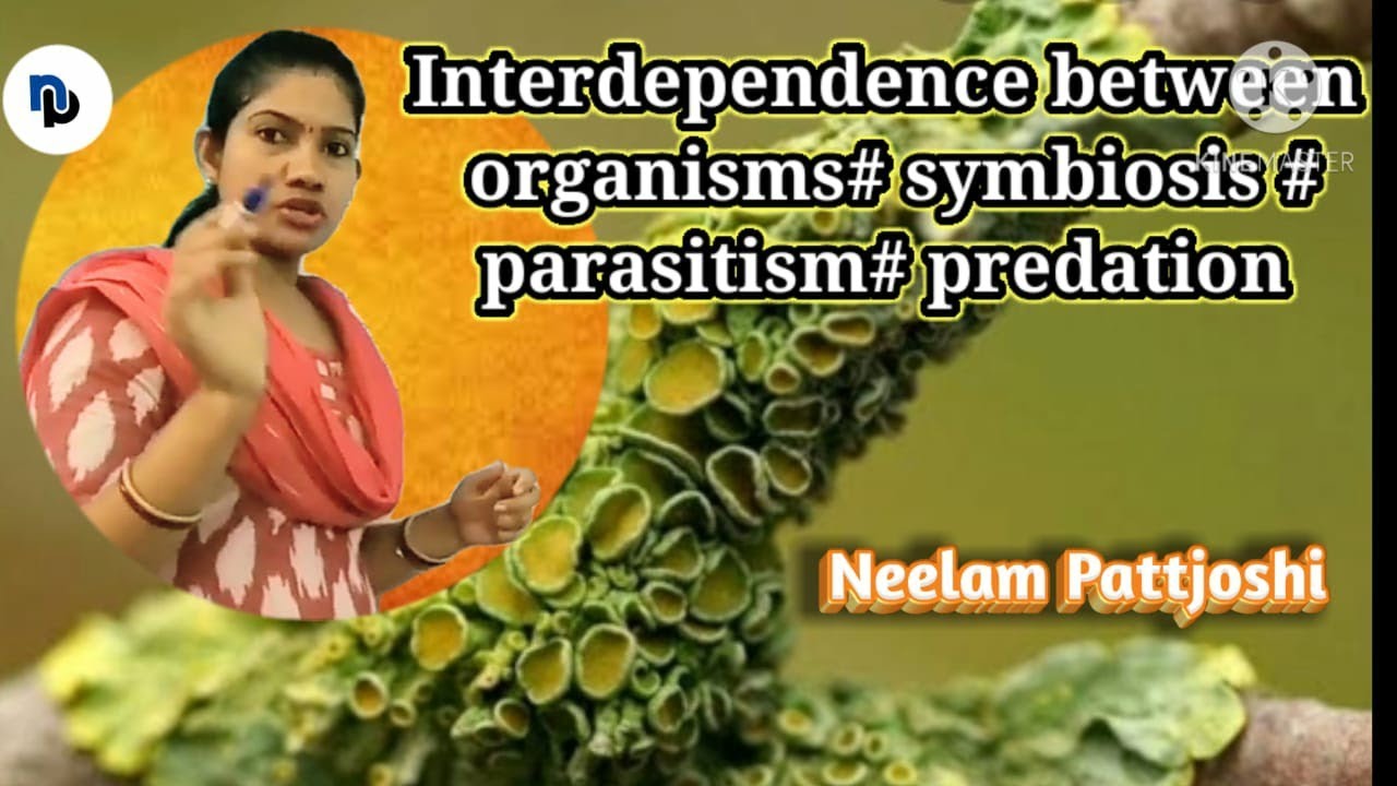 Interdependence between organisms# symbiosis# parasitism# predation ...