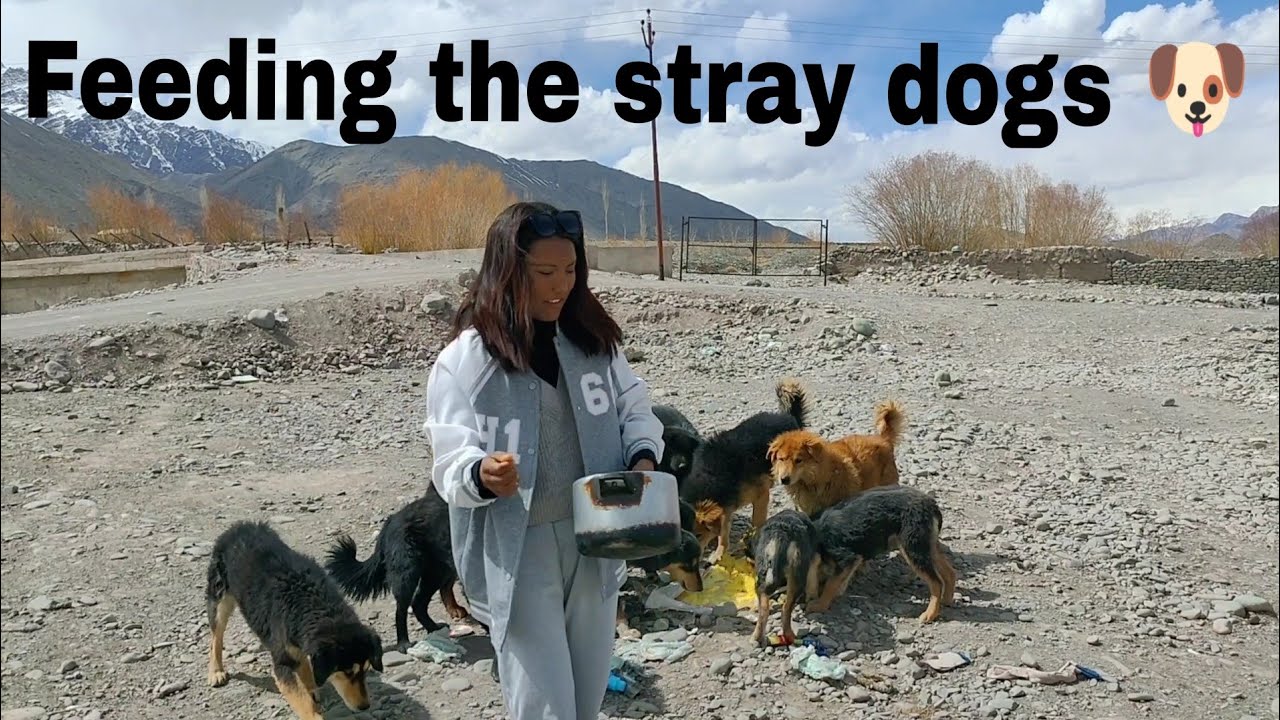 Feeding stray dogs in Ladakh 📍/ Shey Rullo/ Ladakh festival # ...