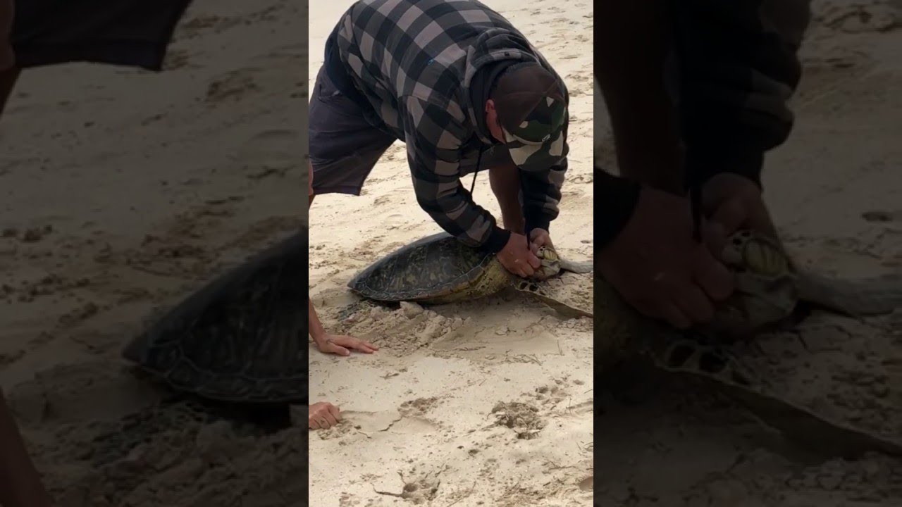 Fisherman Caught Sea Turtle and Released It || ViralHog - YouTube