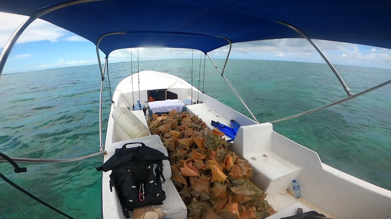 Conch season in Belize!! - YouTube