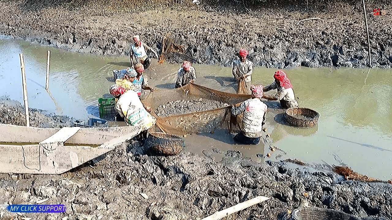 Orang Tradisional Menangkap Banyak Ikan di Air Lumpur P-2 || Catching ...