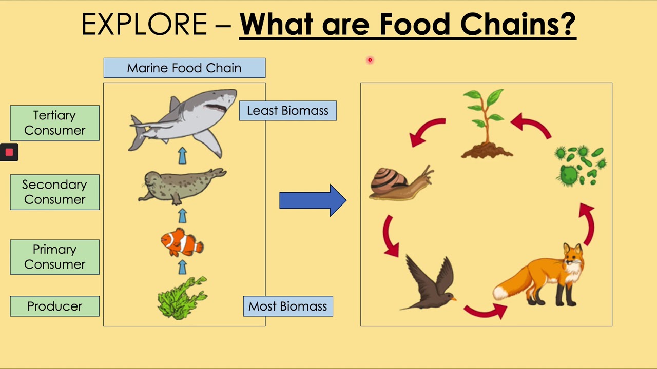 GCSE Living World 2: The Nutrient Cycle - YouTube