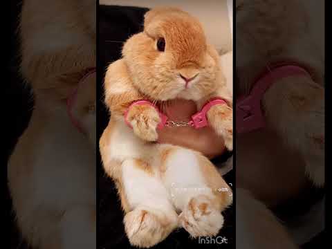 Naughty Rabbit punishment 🐇 #rabbit #animals #bunny #animalshorts #funny #youtubeshorts