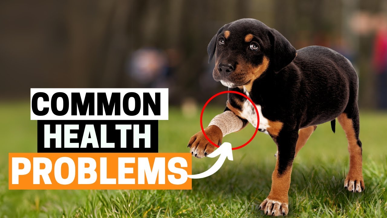 7 Common Health Problems in Rottweilers - YouTube