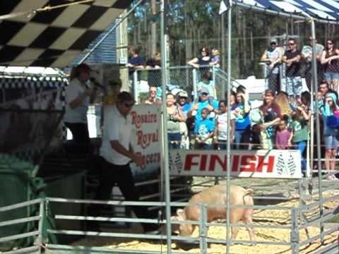 WYATT PIG MEDAL - YouTube
