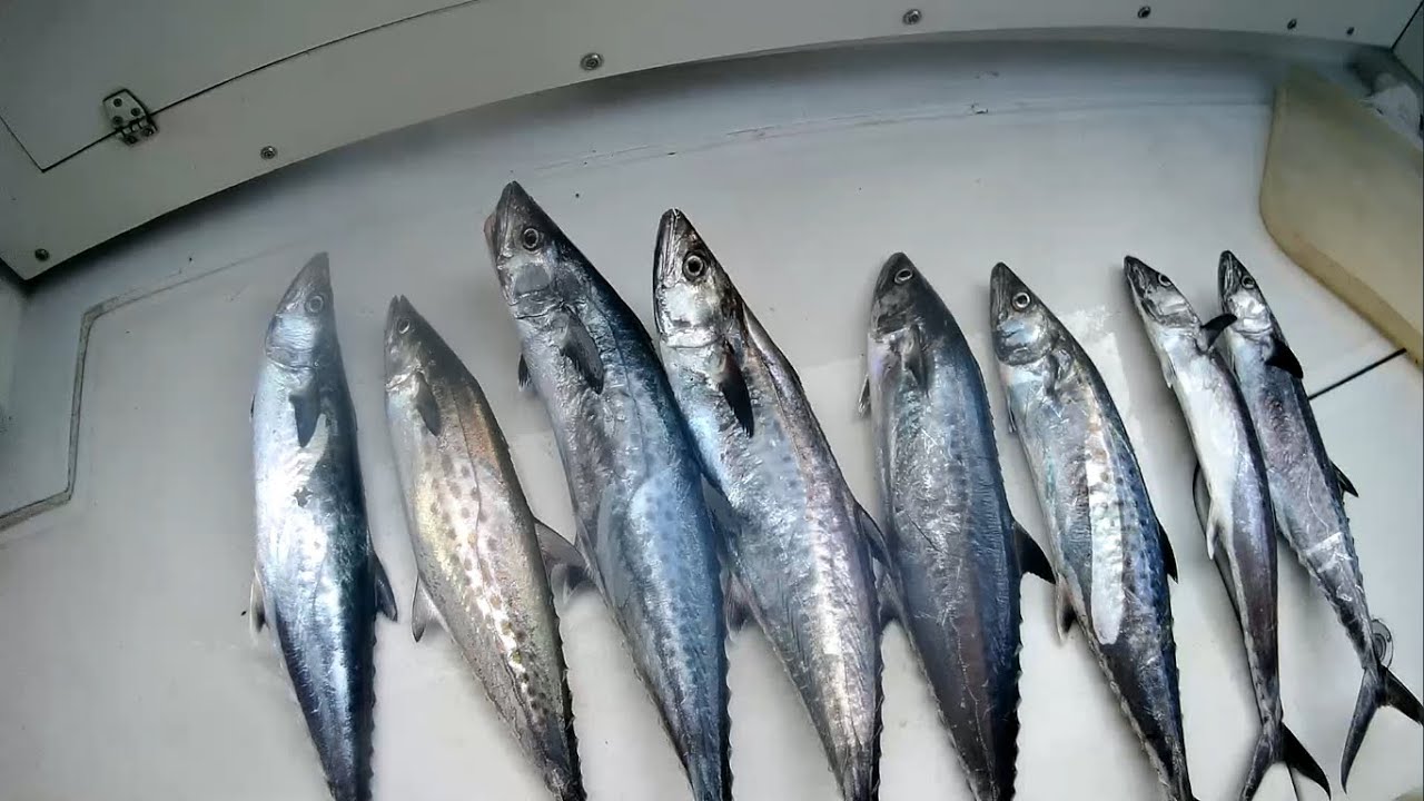 Fishing for Kingfish and Carite in the gulf (Fishing Trinidad) - YouTube