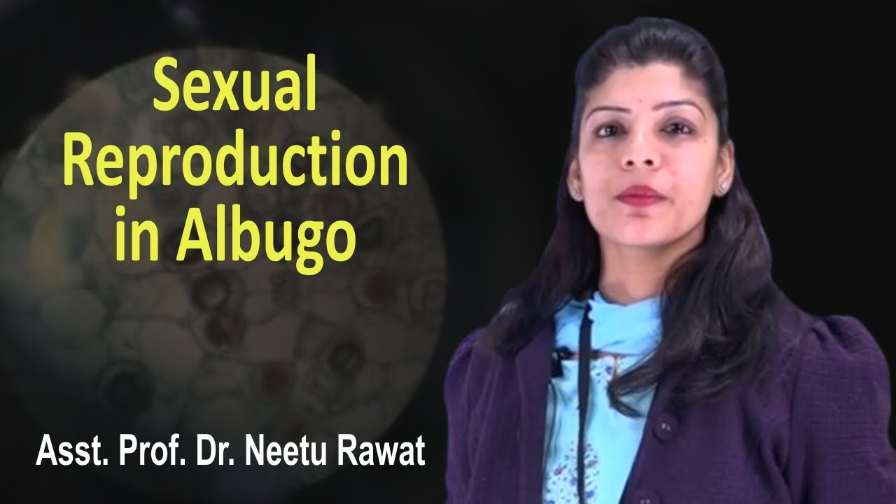Sexual Reproduction In Albugo By Dr Neetu Rawat B Sc M Sc Guru