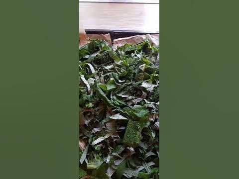 ферментированный #чай#shorts#из#листьев#малины# - YouTube
