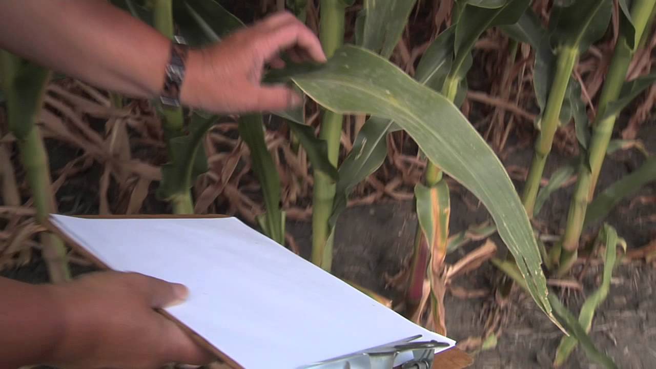 Scouting for Two-spotted Spider Mites in Field Corn - YouTube