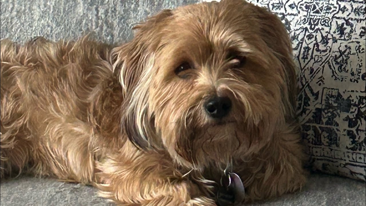 (S1 Ep8) 6:29 of Bruno watching animals🐾 - YouTube
