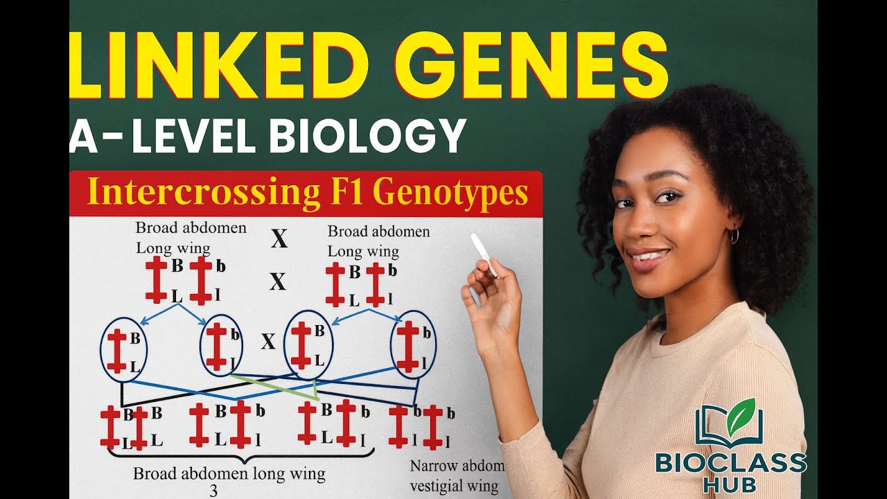LINKED GENES Made EASY, A-Level Biology CBC, Perfect Explanation & Exam ...