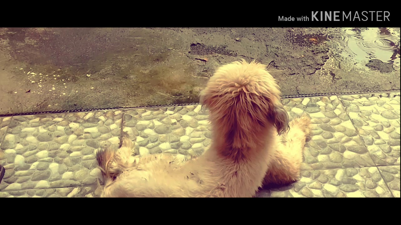 My Dog (cinematic) - YouTube