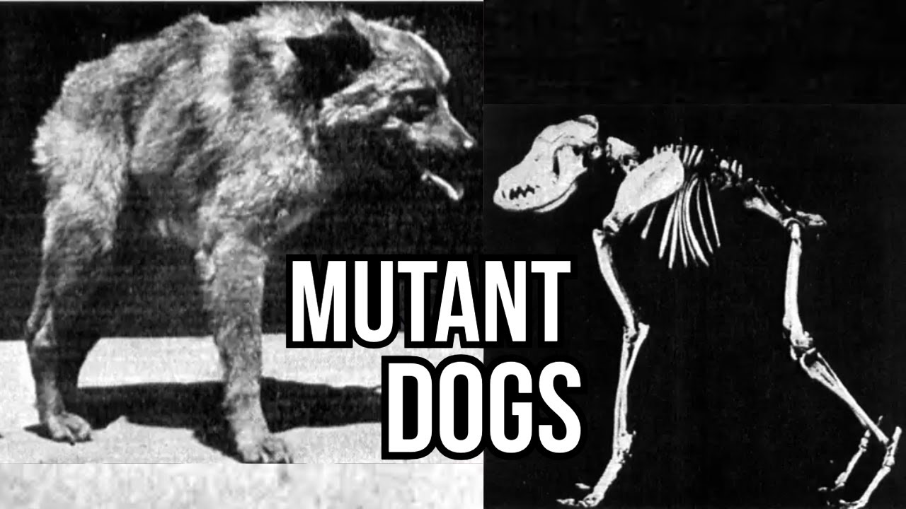 Mutant Dogs Discovered in Chernobyl's Nuclear Fallout - YouTube