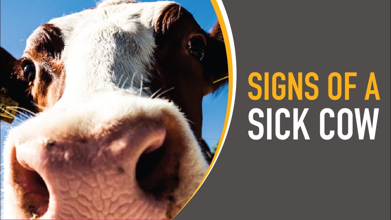 Signs of a Sick Cow - YouTube