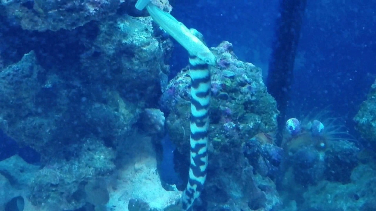 Feeding my Snowflake Morey Eel - YouTube