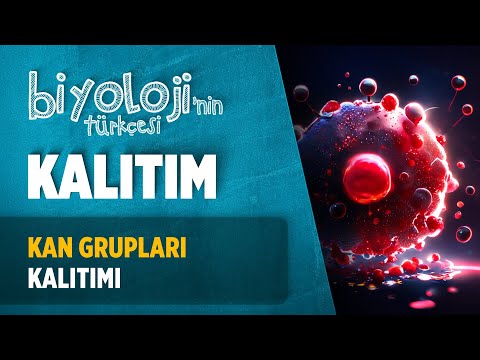 Kalıtım | Kan Grupları | Kan Uyuşmazlığı | TYT Biyoloji | 10.Sınıf Biyoloji