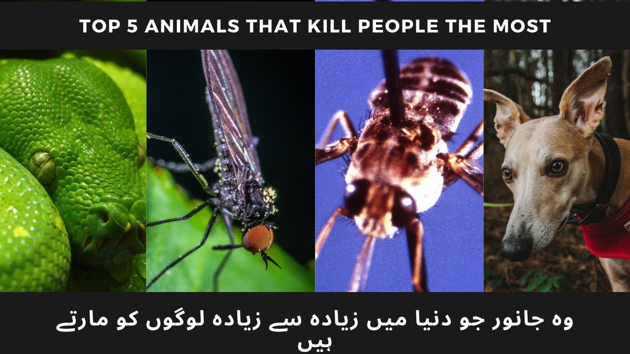 Top 5 Animals That Kill People The Most | وہ جانور جو دنیا میں زیادہ سے ...