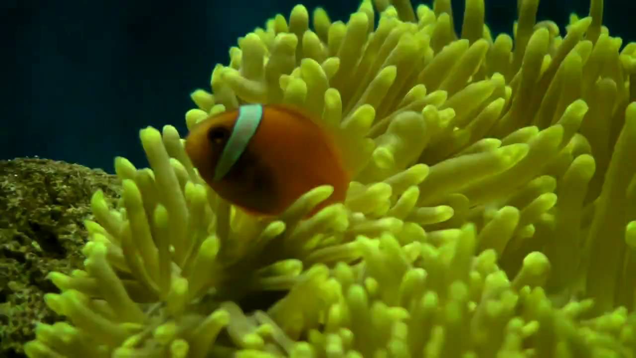 Sea Anemone and Clownfish - YouTube