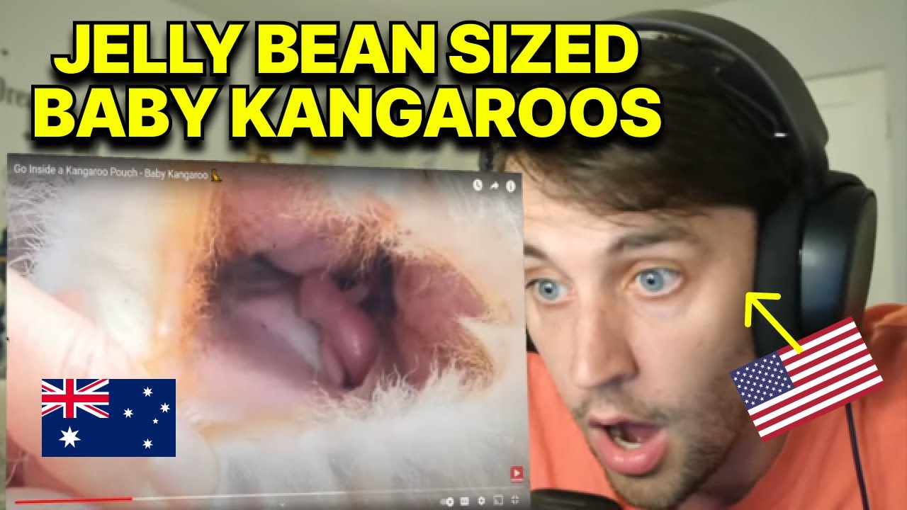 INSIDE a KANGAROOS POUCH! WOW | American reaction - YouTube