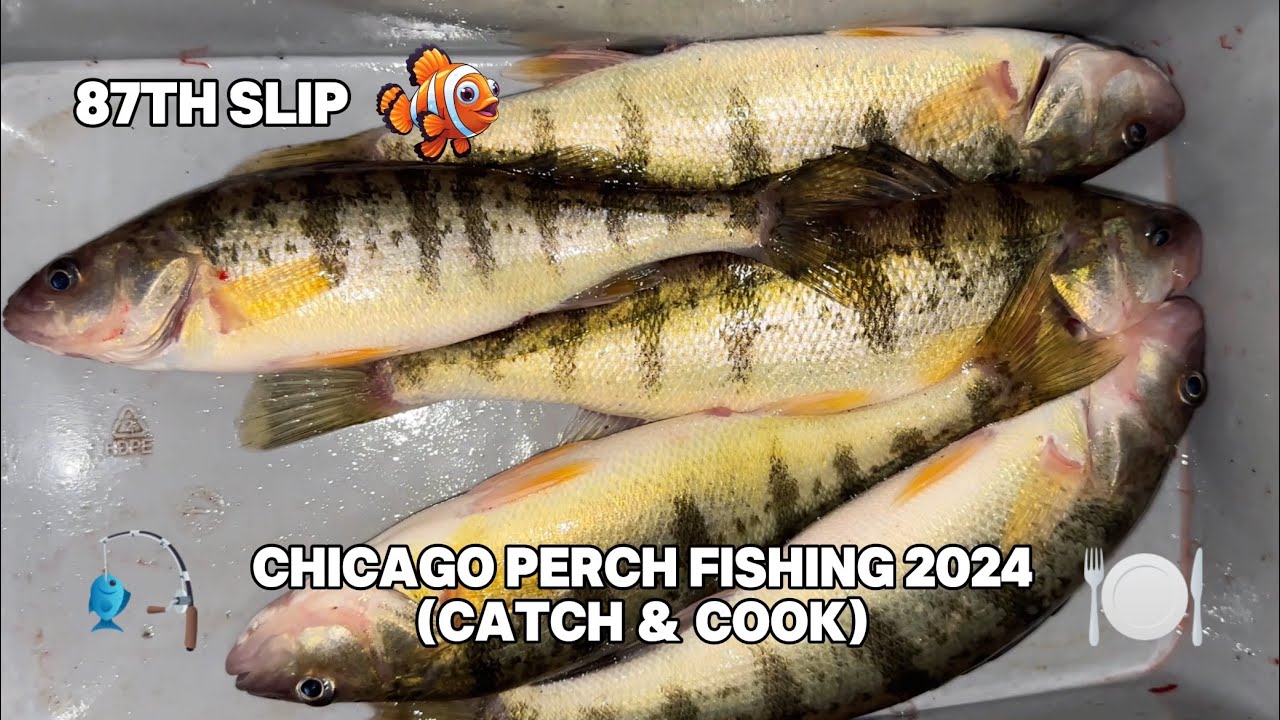 Chicago Perch Fishing 87th Slip 2024 (Catch and Cook) #fishing # ...