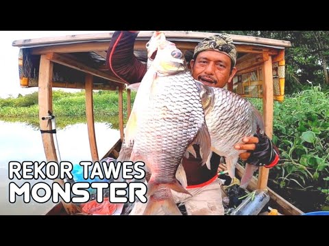 MANCING IKAN TAWES SUNGAI TERBESAR || REKOR TAWES MONSTER - YouTube
