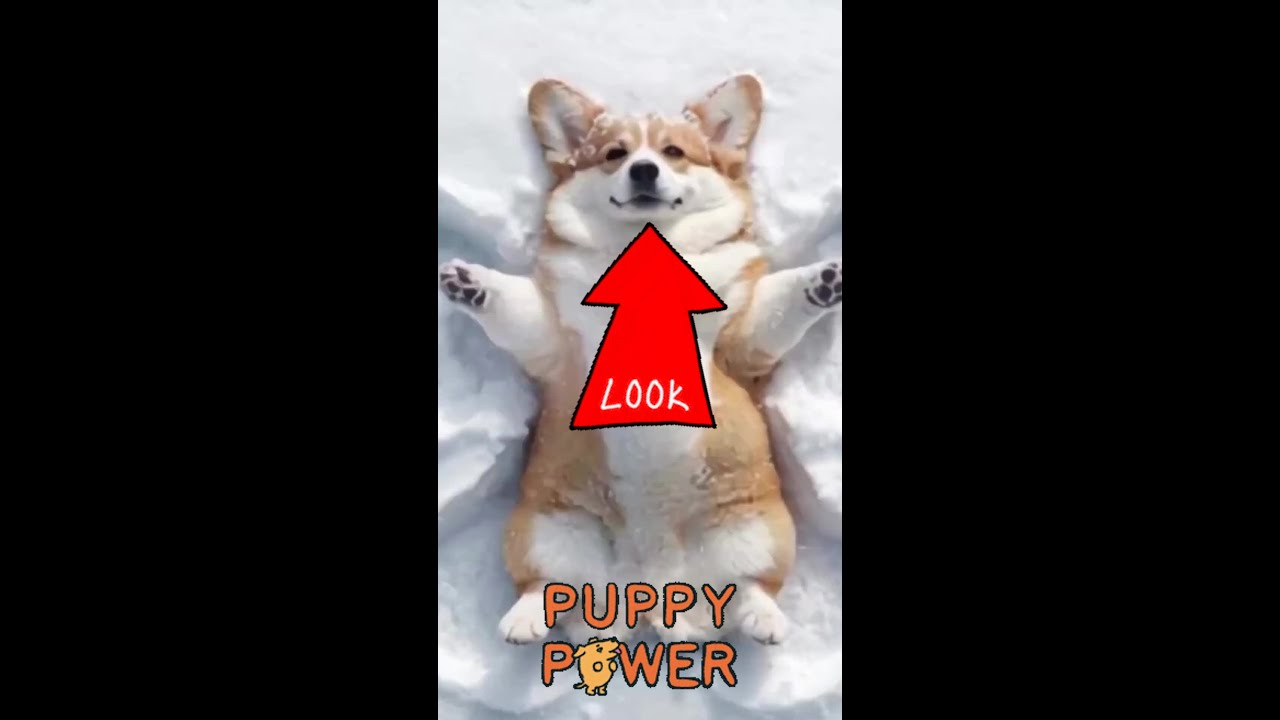 WUPPLES® Pets (Dogs 23) - YouTube