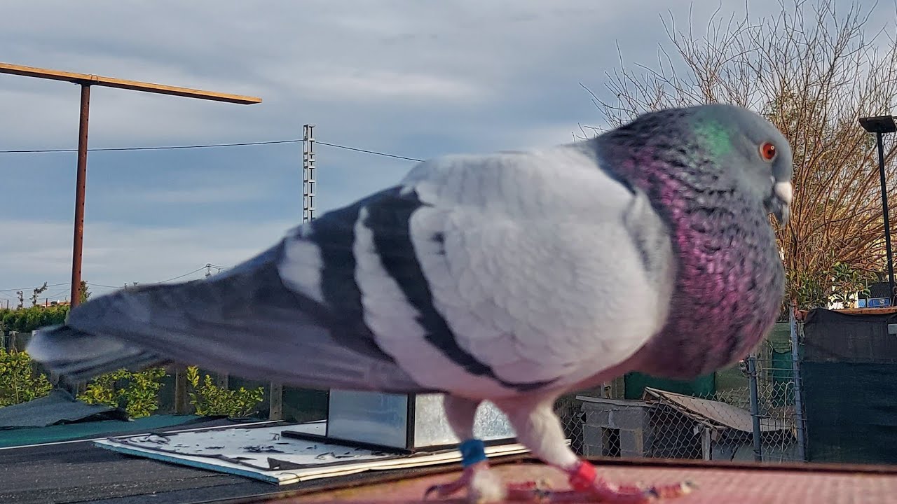 Domingos de Palomeo #20 A Palomear un poco - YouTube