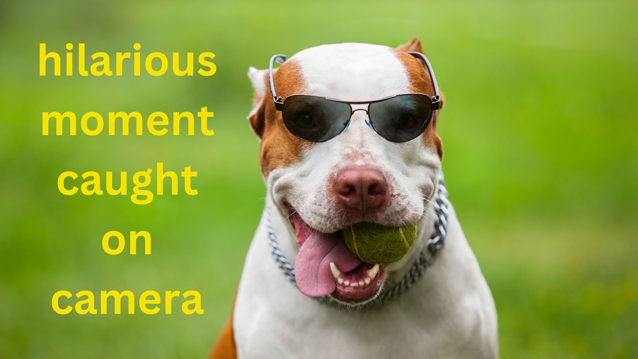 😂 Hilarious Fail Moments Compilation! EPIC Blunders & Laugh-Out-Loud ...