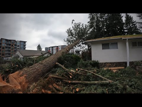 Falling Douglas Fir Tree Between Two Houses - YouTube