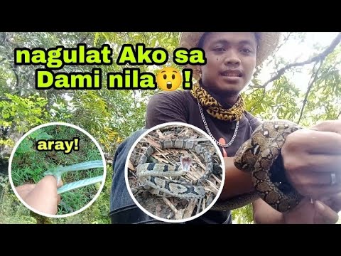 Mga AHAS nagsilabasan pag katapos Ng ulan 😲 MAk DON TV nagulat sa Dami ...