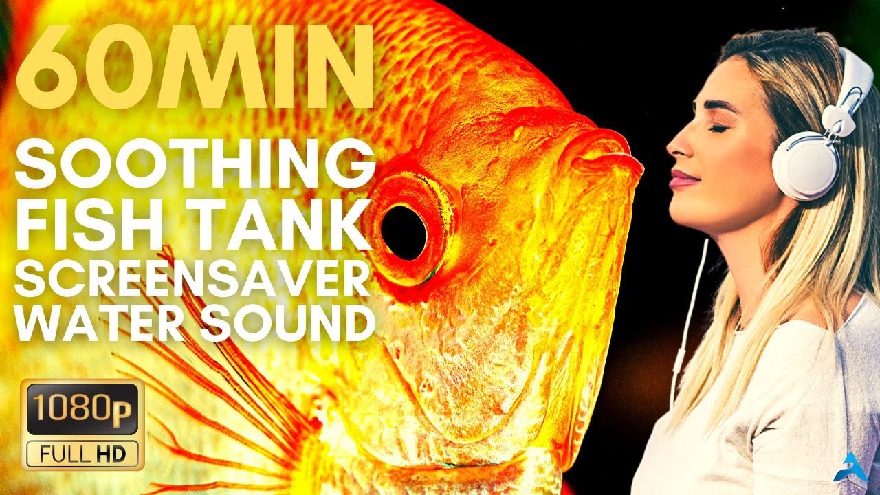 60min Soothing Fish Tank Screensaver For Android TV To Relax Sleep ...