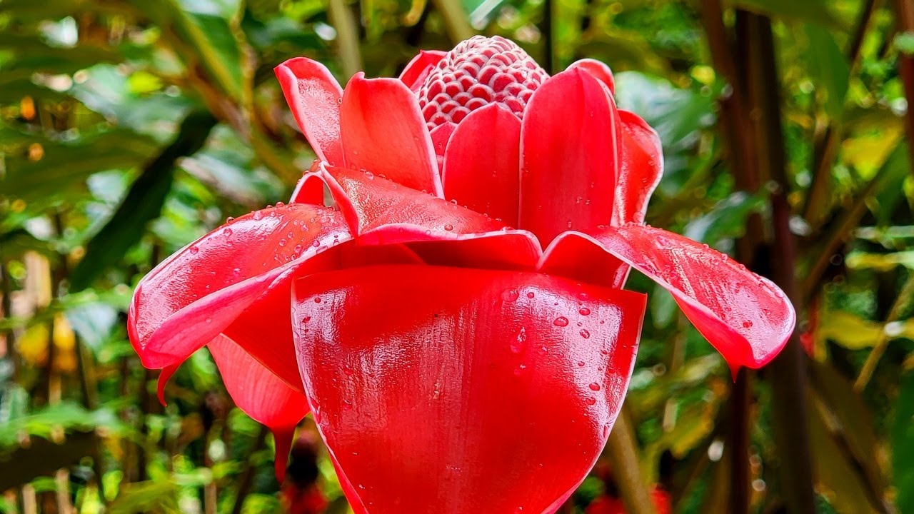 Lovely Ke'anae Arboretum with Rainbow Eucalyptus trees, Kula, Hawaii 4K ...