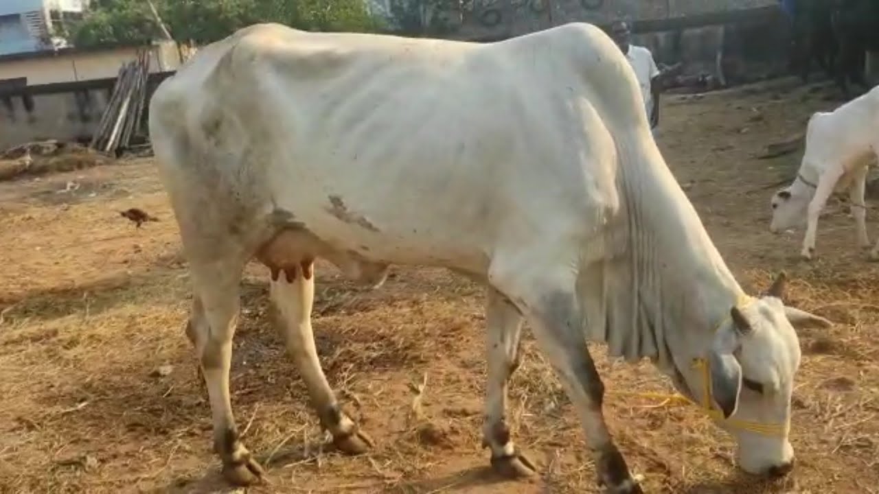 ఒంగోలు పెయ్య దూడ కలిగిన ఒంగోలు ఆవు అమ్మకానికి | cow for sale | Ongole ...
