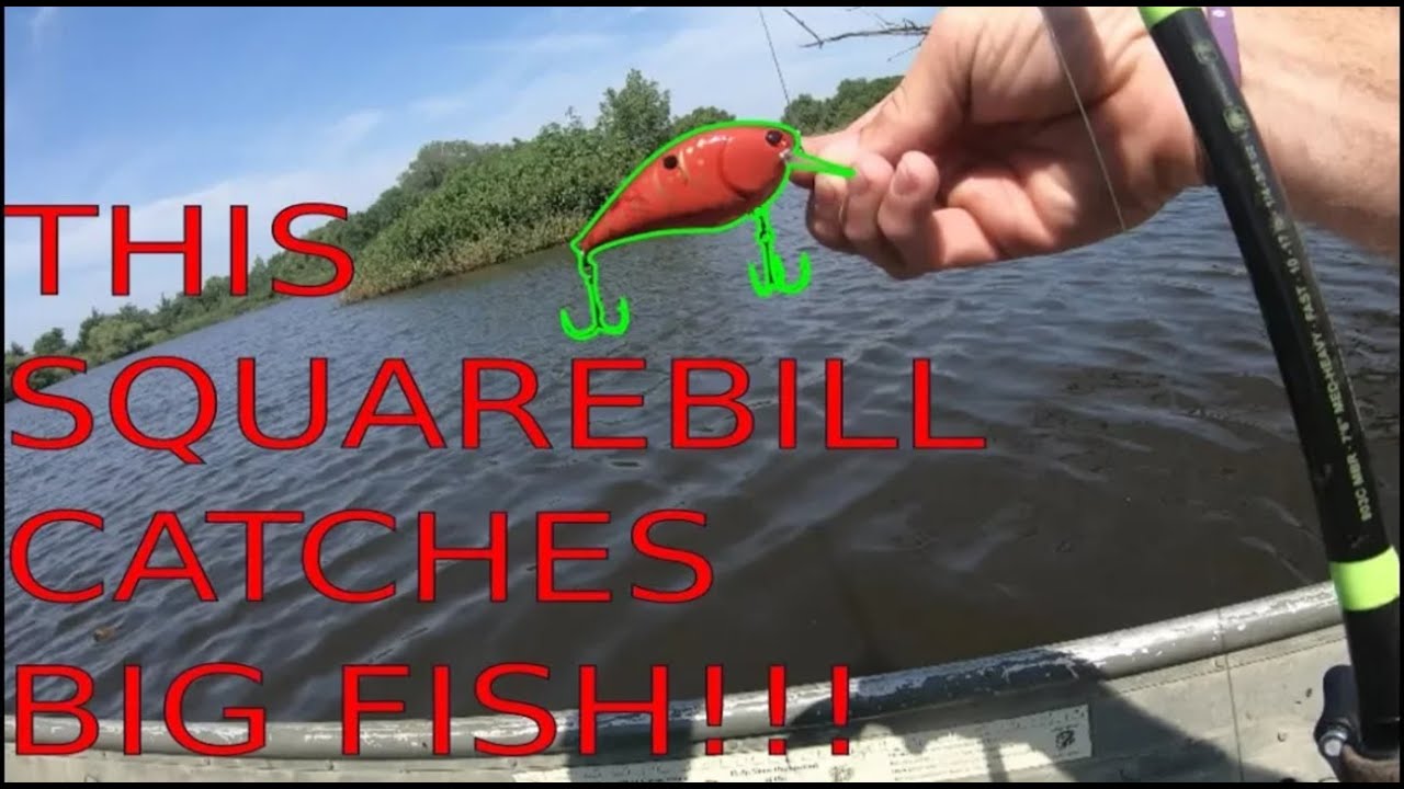 Bass Pro Shops Squarebill Crankbaits Catch BIG Fish! (NEBRASKA MASTER ...