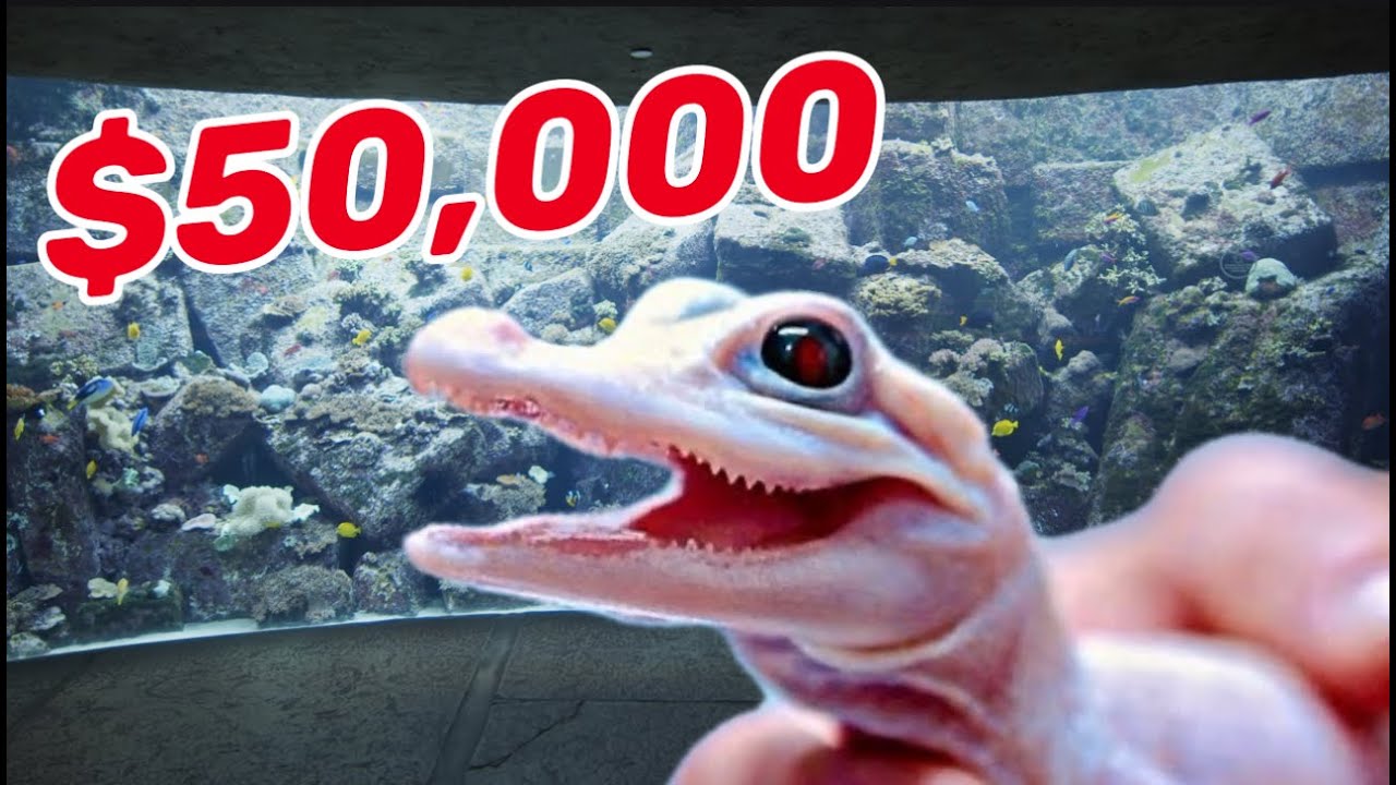 Rare White Alligator Gets a $50,000 New Home! - YouTube