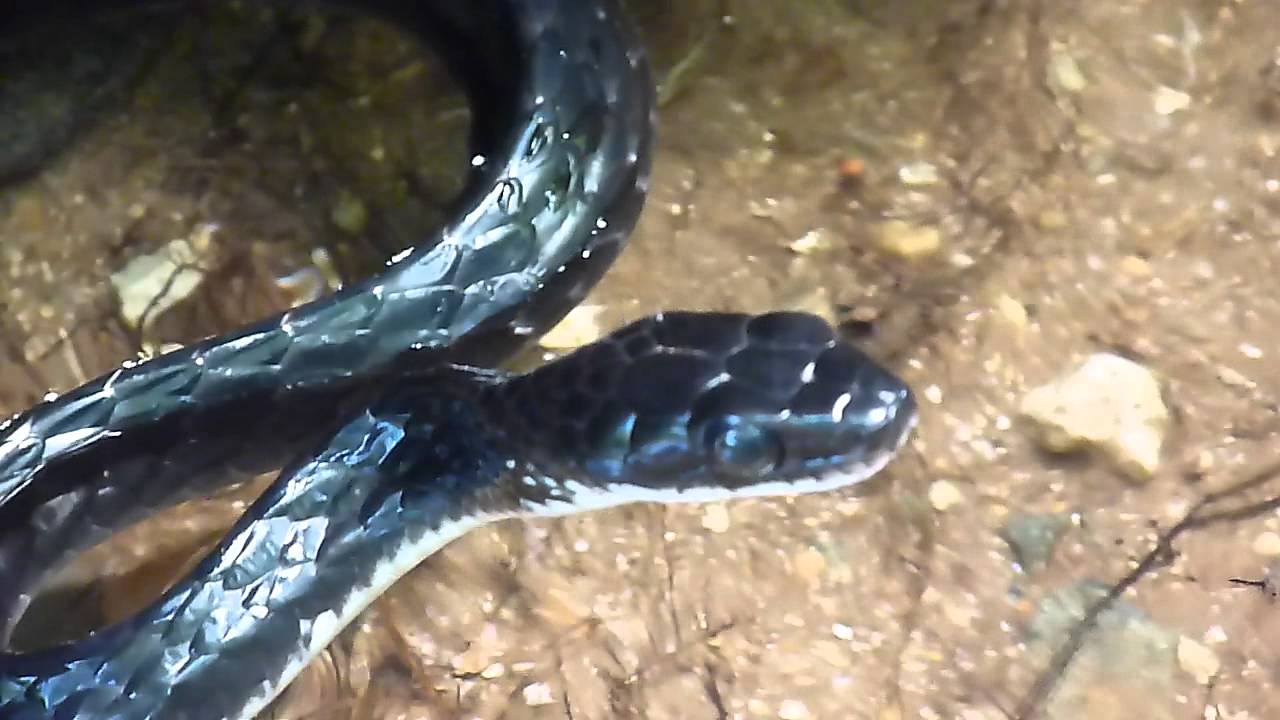 Chironius grandisquamis (Shiny whipsnake - tamagaz negro, serpiente de ...