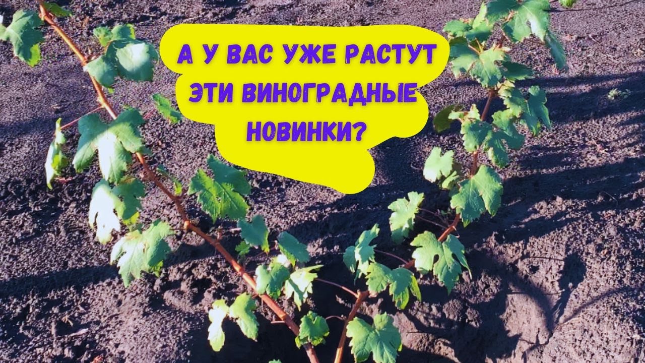 Новинки винограда - Рататуй, Арарат и другие топ-сорта! - YouTube