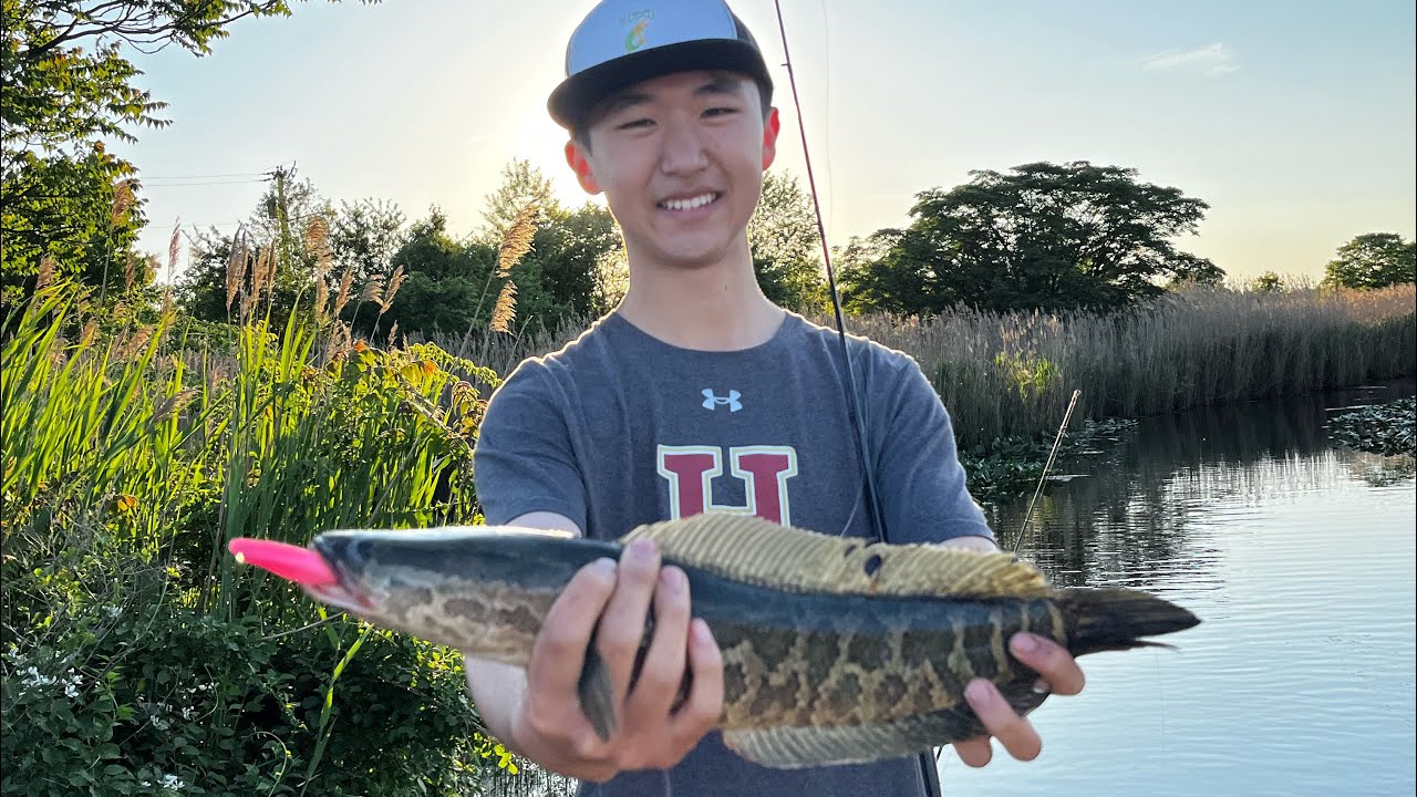Topwater Fishing for Snakeheads, Bowfin, and Bass in New Jersey Marshes ...