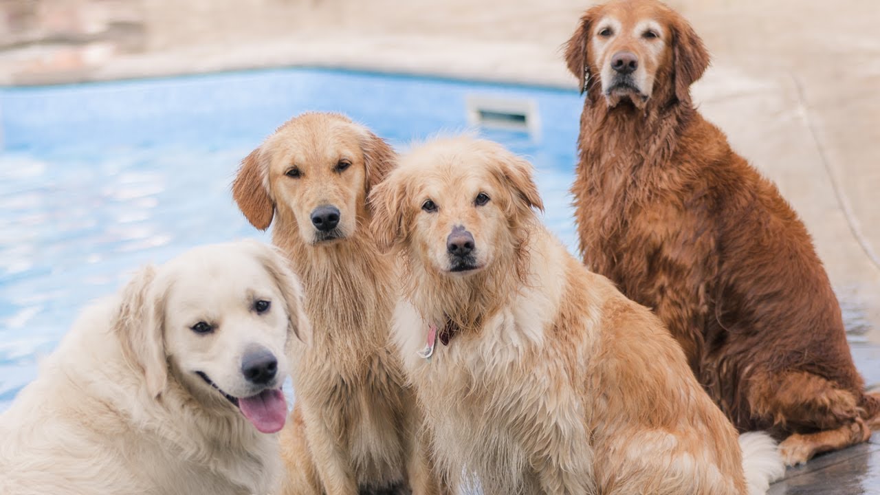 5 Golden Retrievers Having a Pool Party ☀️💦 - YouTube