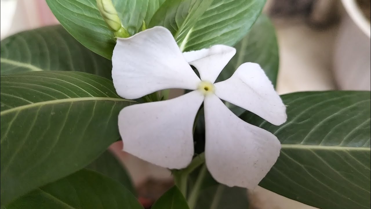 Vinca||Sadabahar Plant care tips||Summers best plant to grow ...